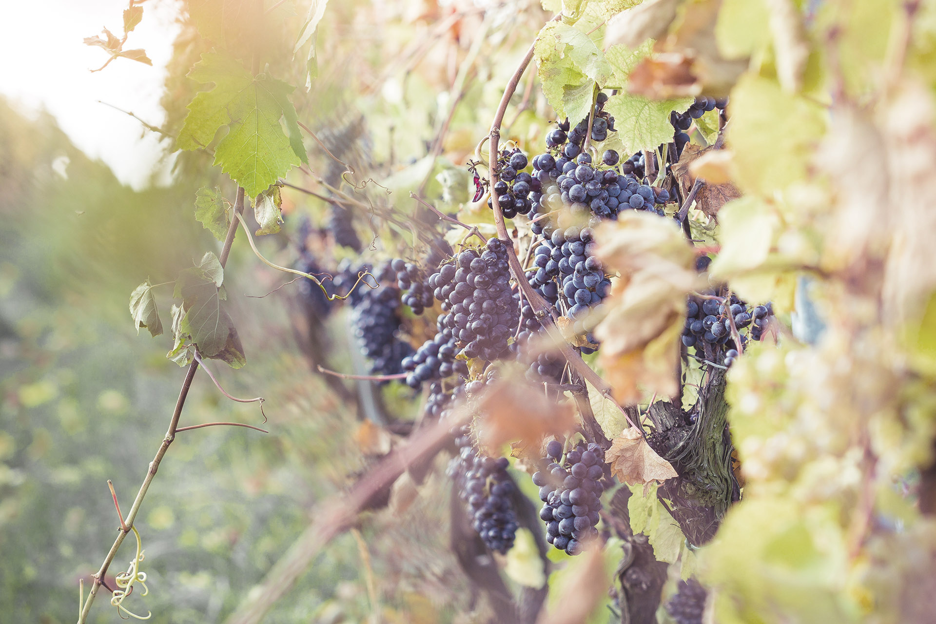 Italian vintners forced to harvest crops early due to sultry summer ...